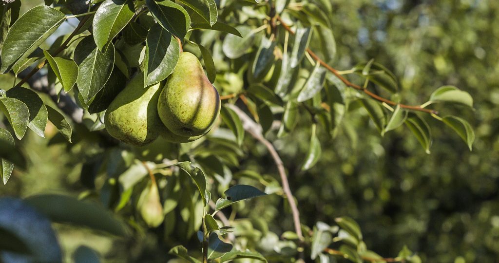 Film Setting - The Stone Family Orchard - July Rising